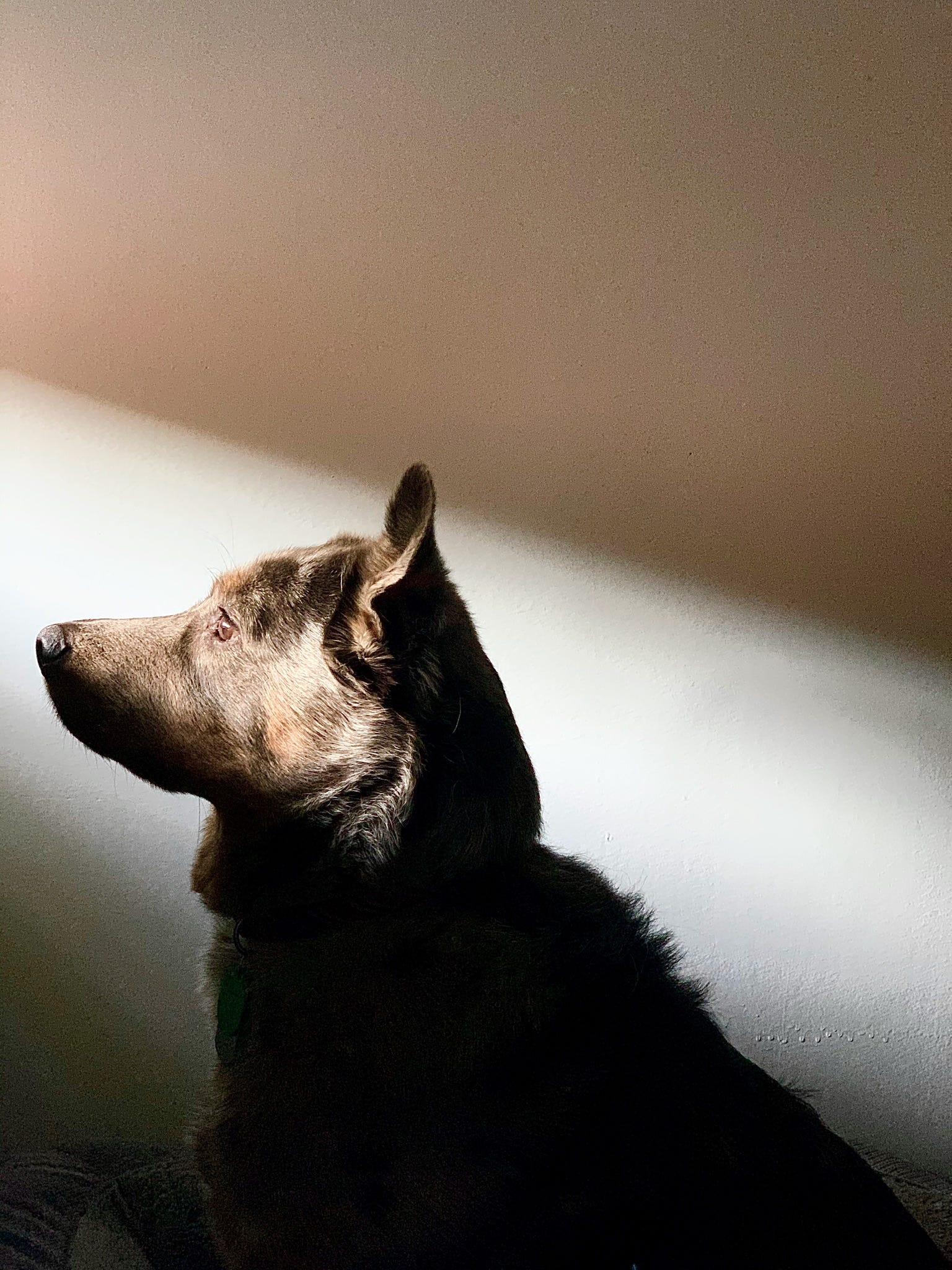 An Ode To My Dog - by Alexandra Sizemore - Overdistance
