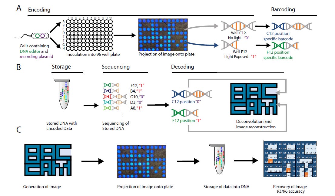 Lights, Camera, Action! - by Anagha - BioCompute Inc