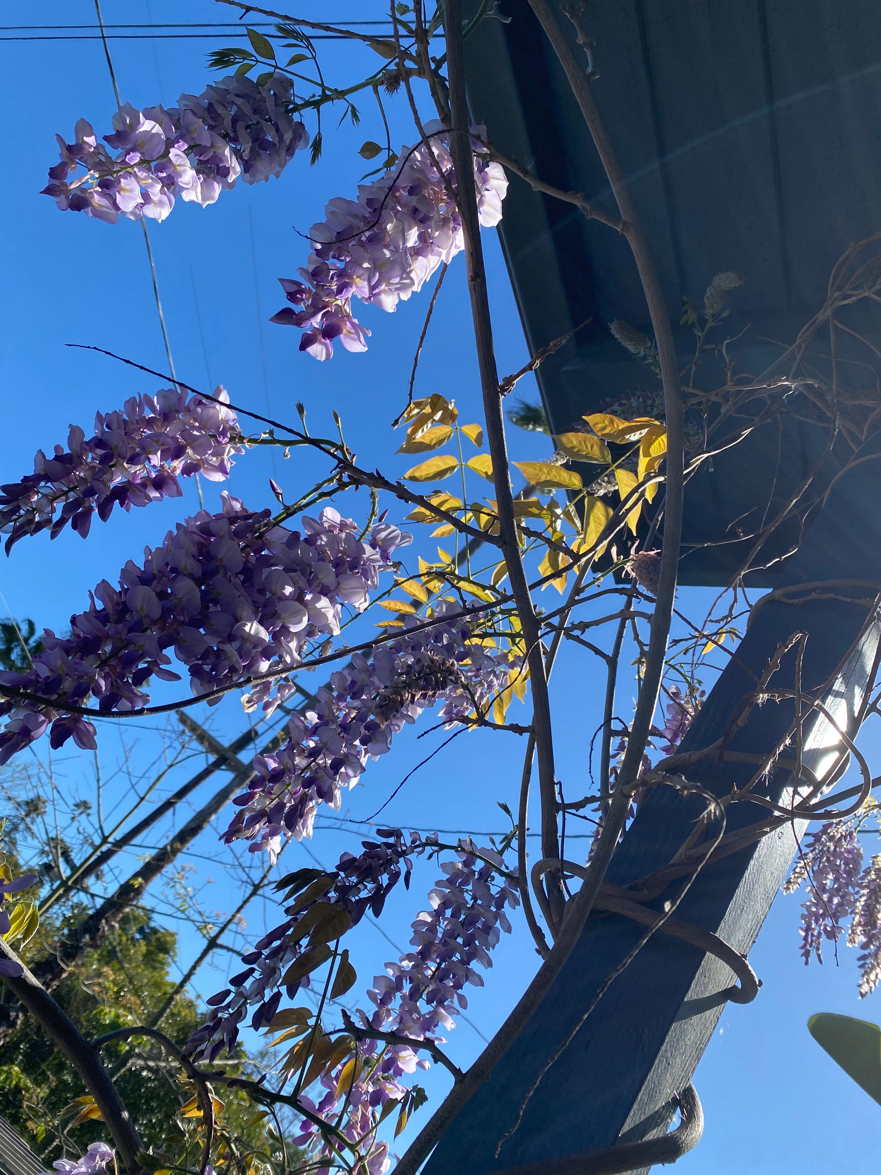 WE ALL NEED HOBBIES AND AUNT BOBBES - by Hilary Hattenbach