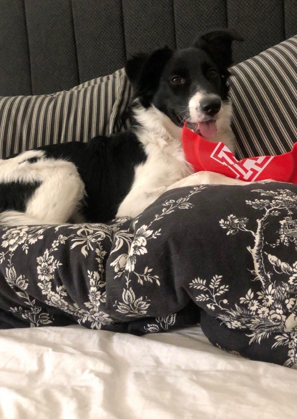 The 3-3-3 Rule: The Ultimate Guide to Helping Your Adopted Dog Thrive