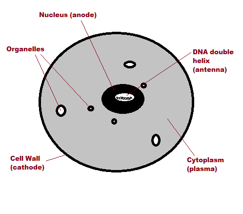 The Electric Cell Model - by Robe Warrior - electrogenesis