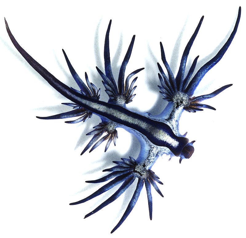 The Blue Sea Dragon, - by Jessica Rath