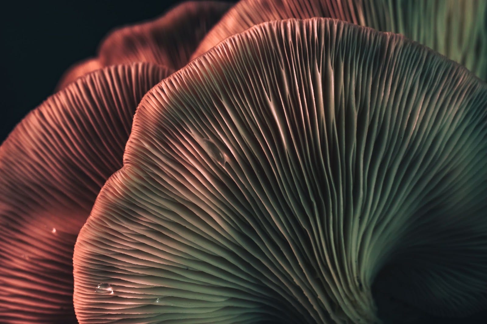 Fermentation-derived proteins are putting down roots in the alternative ...