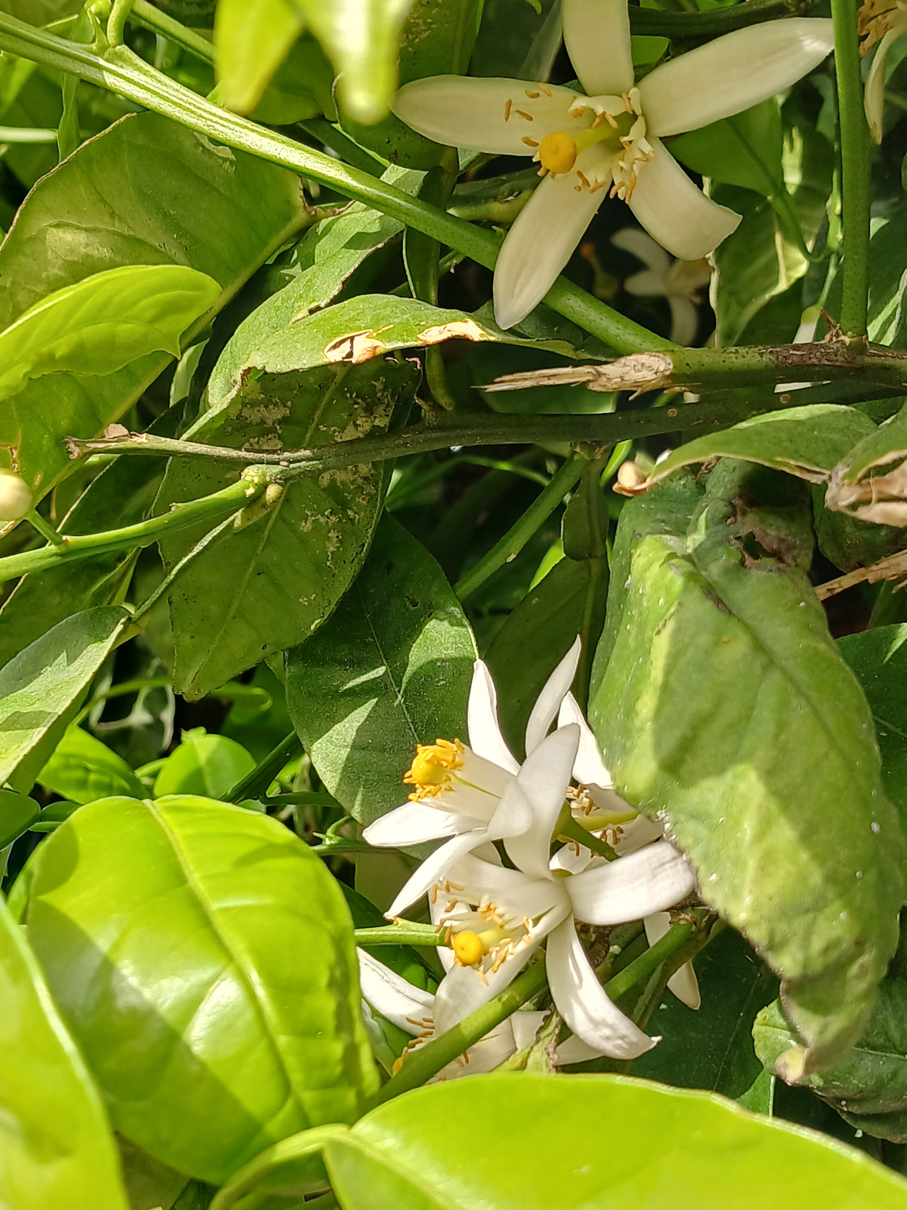 2023 Summer Seshin Teisho - MU - by MoonlitCraneZendo