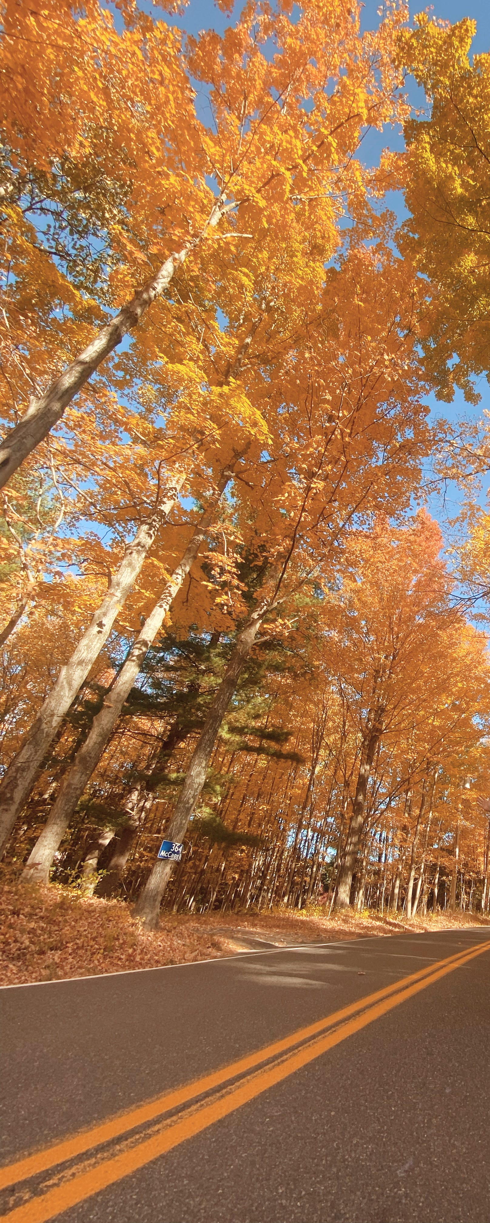 📿 The Homing Instinct of Creatures Like Us