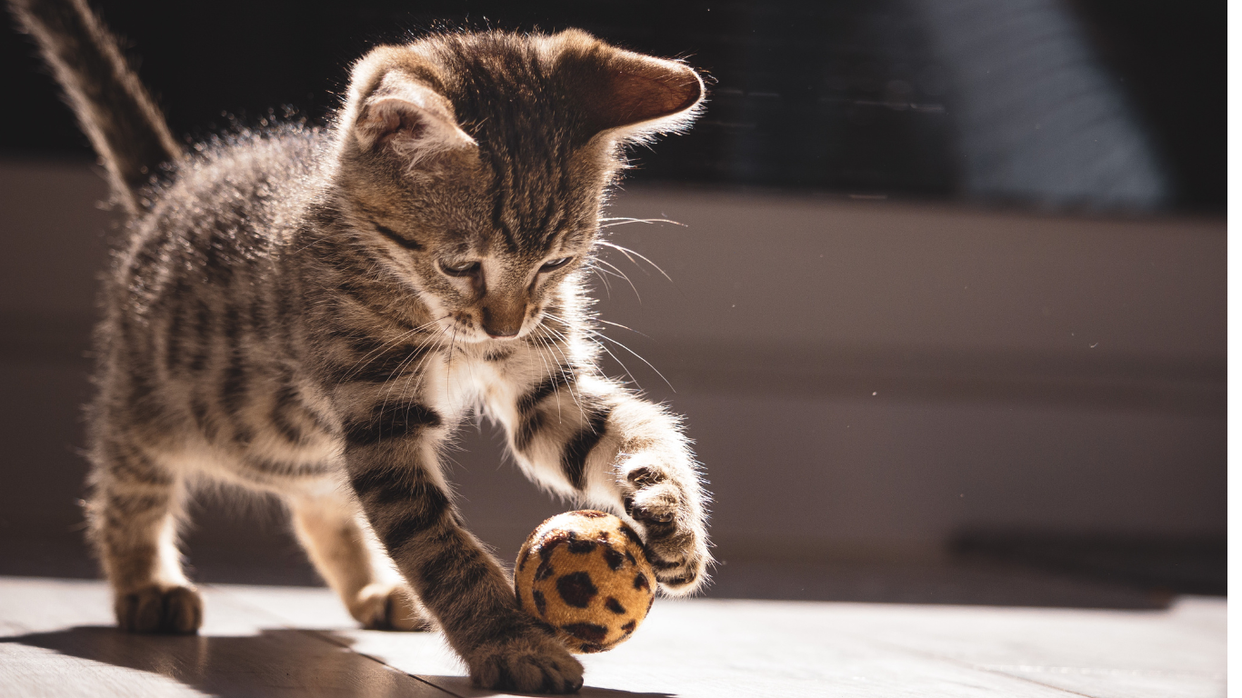 What Is The Appropriate Use For Bexacat? The New Oral Diabetes ...