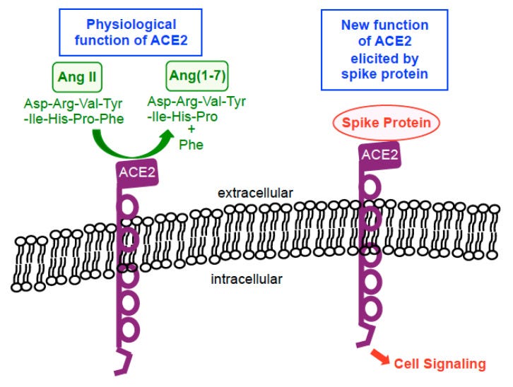 Dual Function Research: The Spike Protein, Universal ACE2 Expression ...