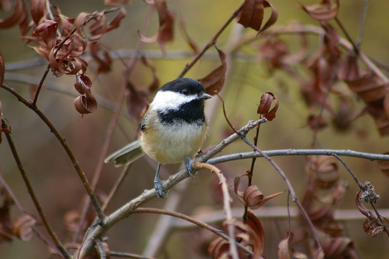 Memoir in a Handful of Birds - by Jason Anthony