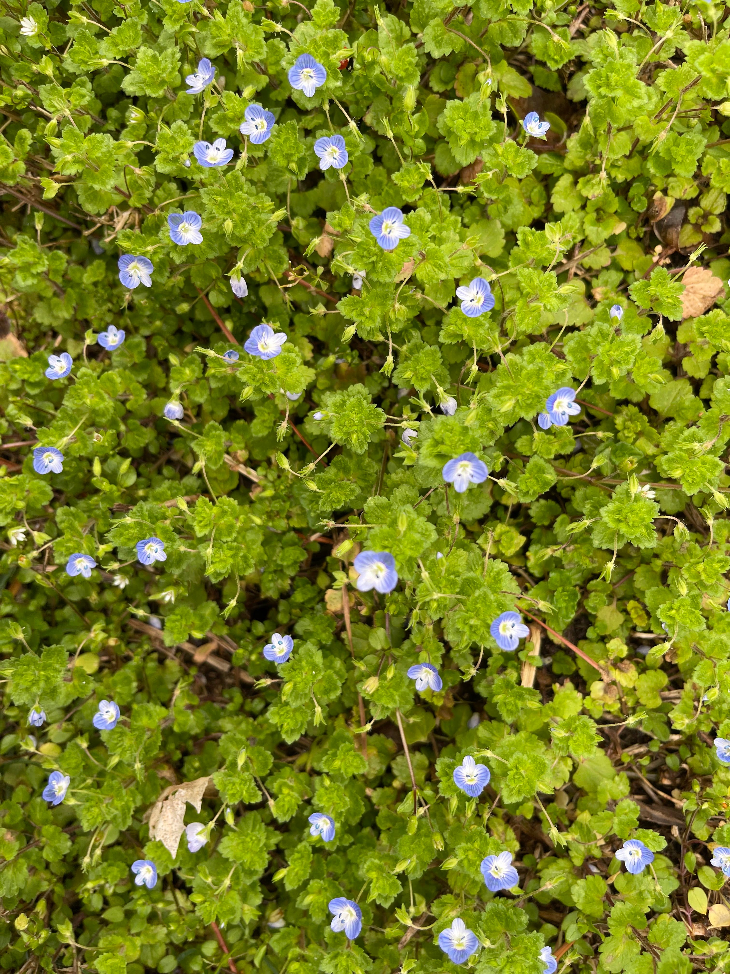 #737 — Speedwells 波斯婆婆纳 - by Wu Fei 吴非