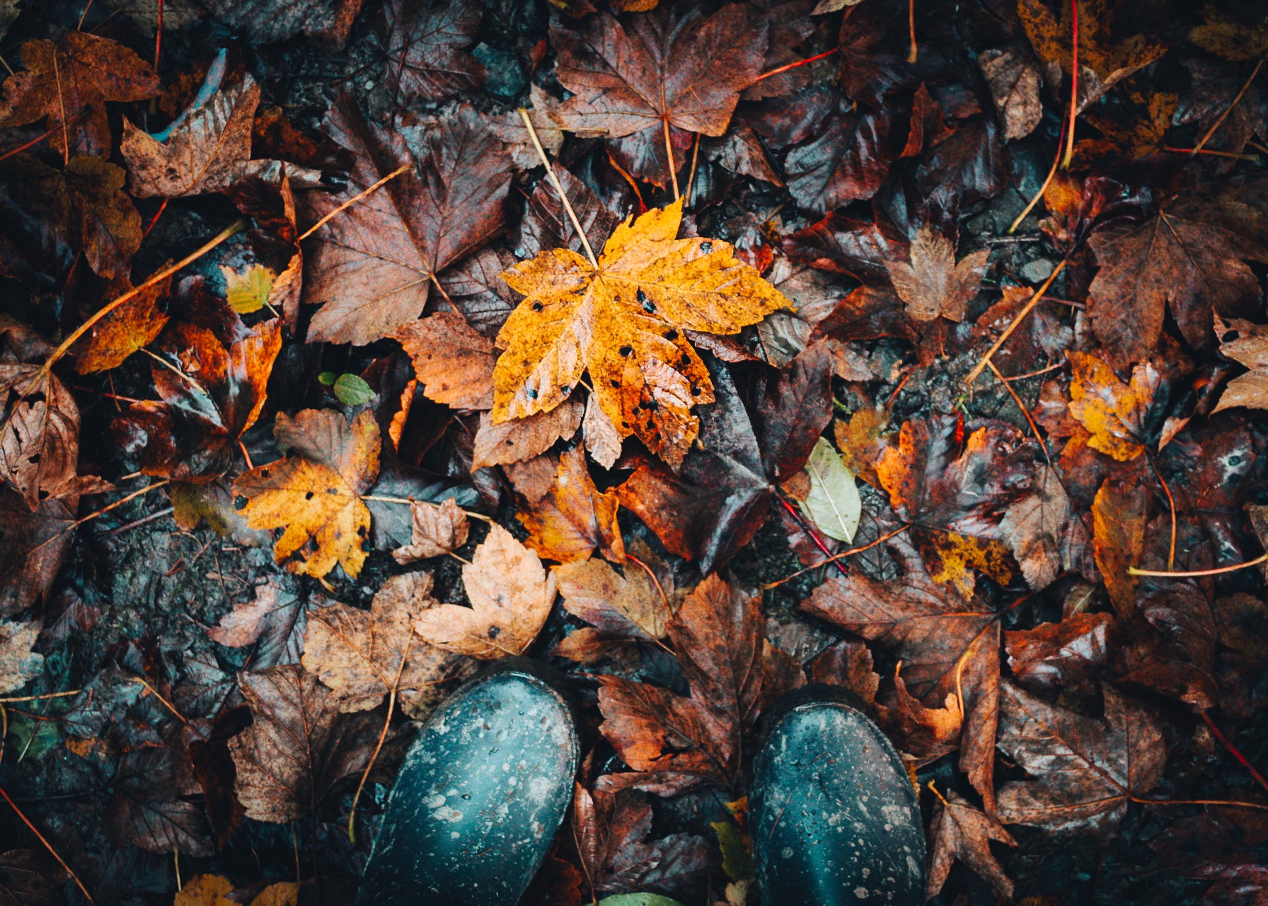 52 Ways to be Mindful: Leaf Breathing - by Ellie Macdonald