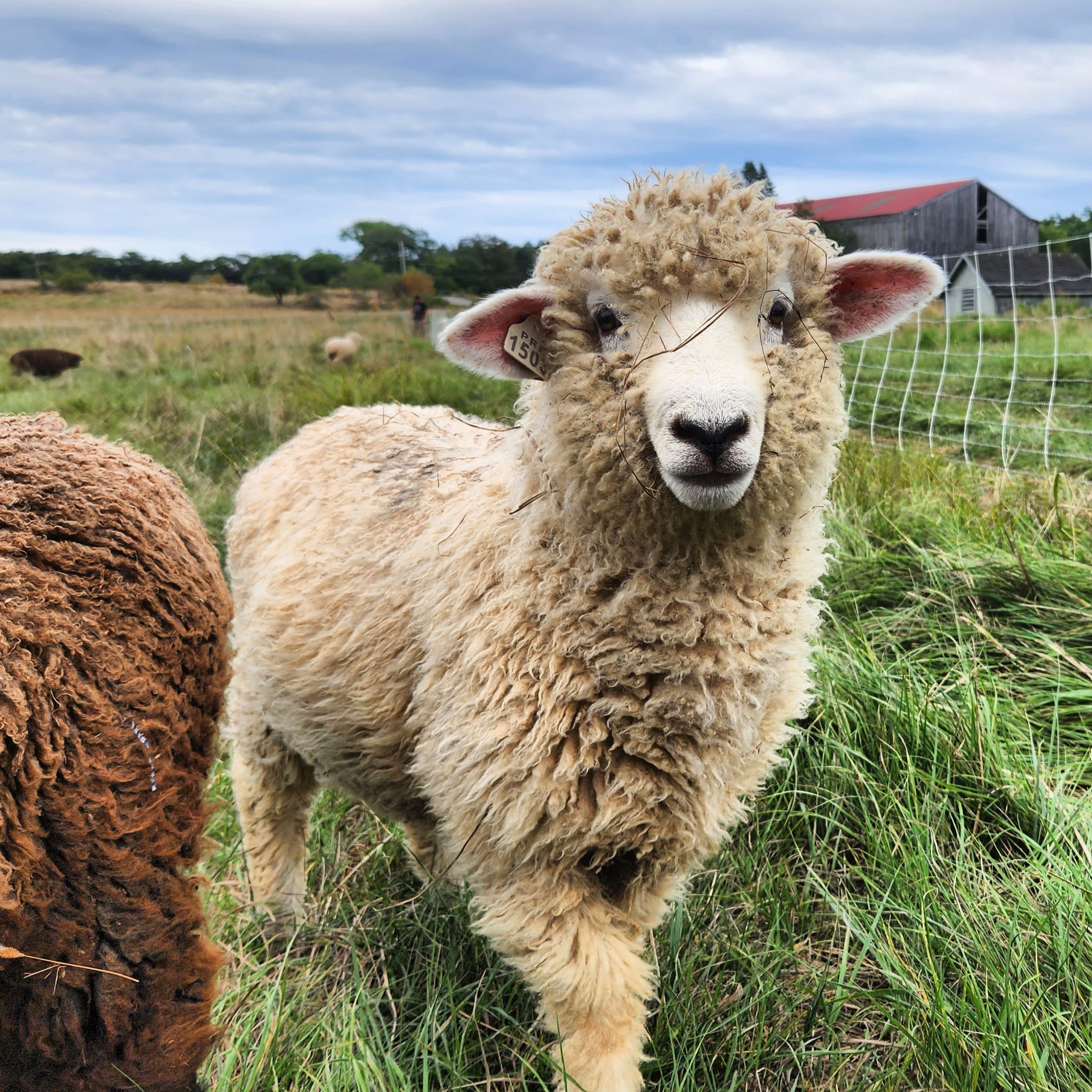 Peggy Had Some Little Lambs and You Can See Them, Too