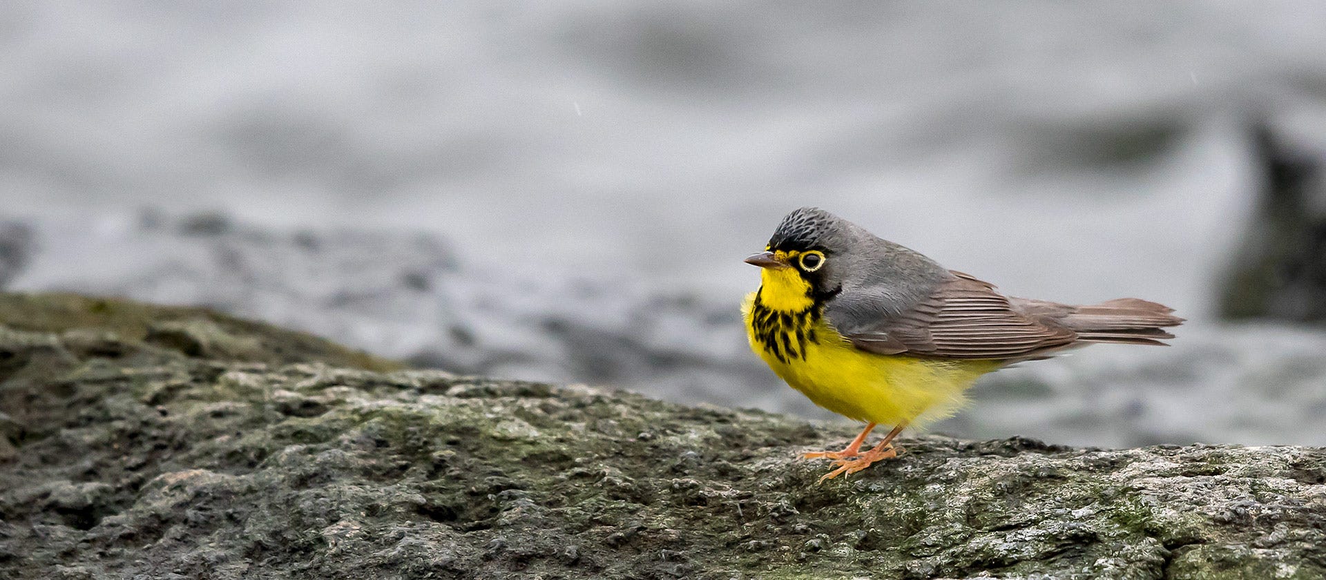 When Songbirds Fall to Earth - by Bryan Pfeiffer