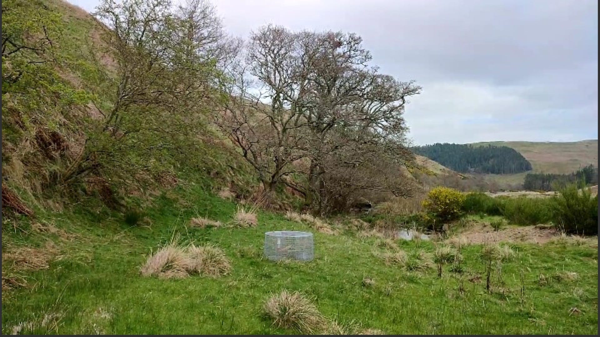 The Secret Monitor: Linhope Estate, Northumberland