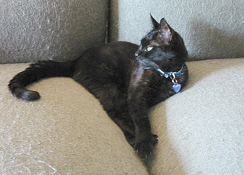 PYEWACKET REMEMBERED - by TCinLA - Thats Another Fine Mess