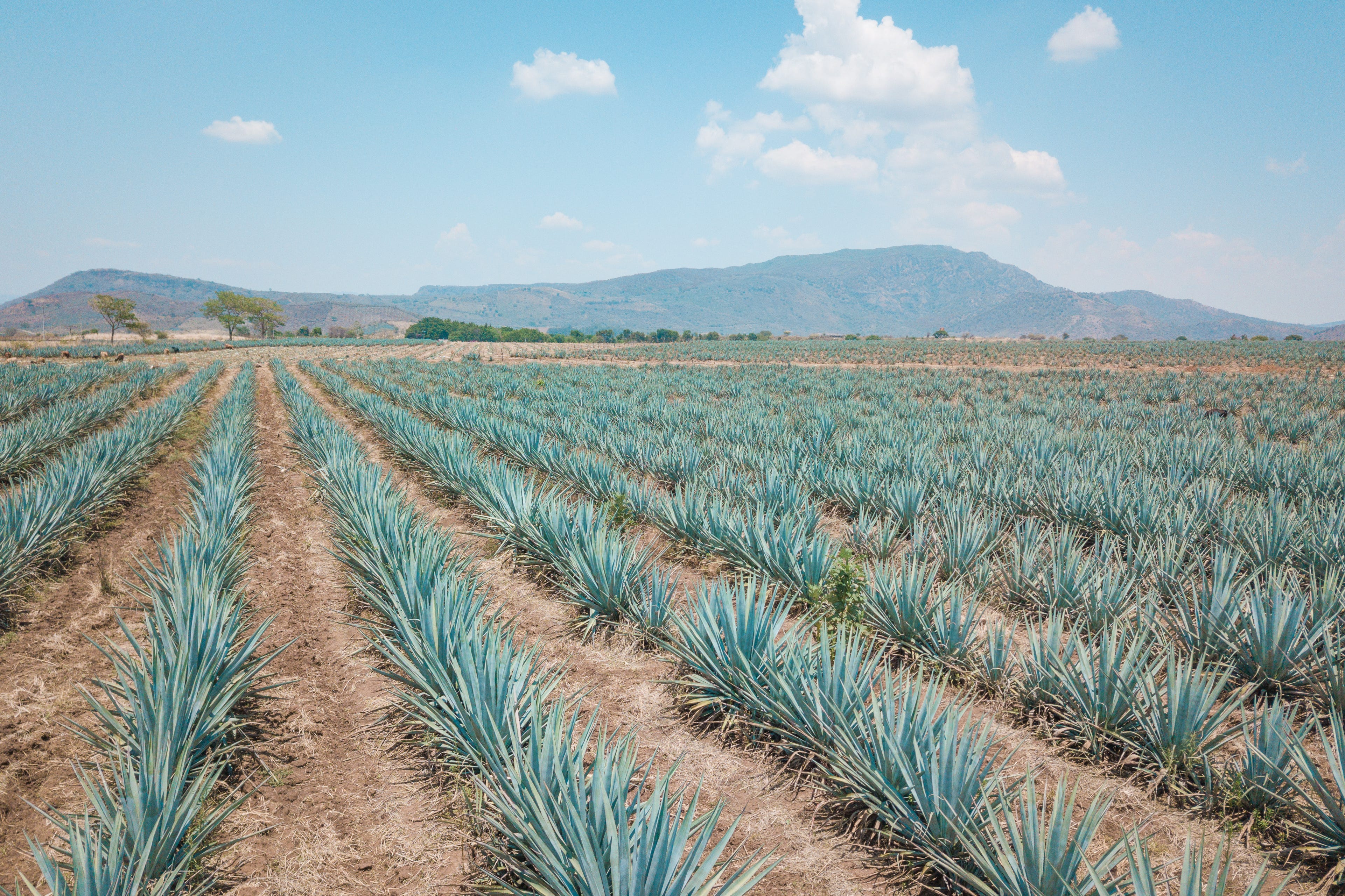 Agave, for good days and bad ones