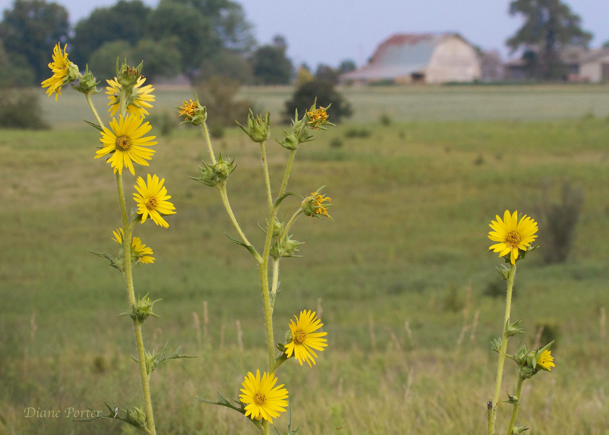 What wildflower has roots 16 feet deep? - by Diane Porter