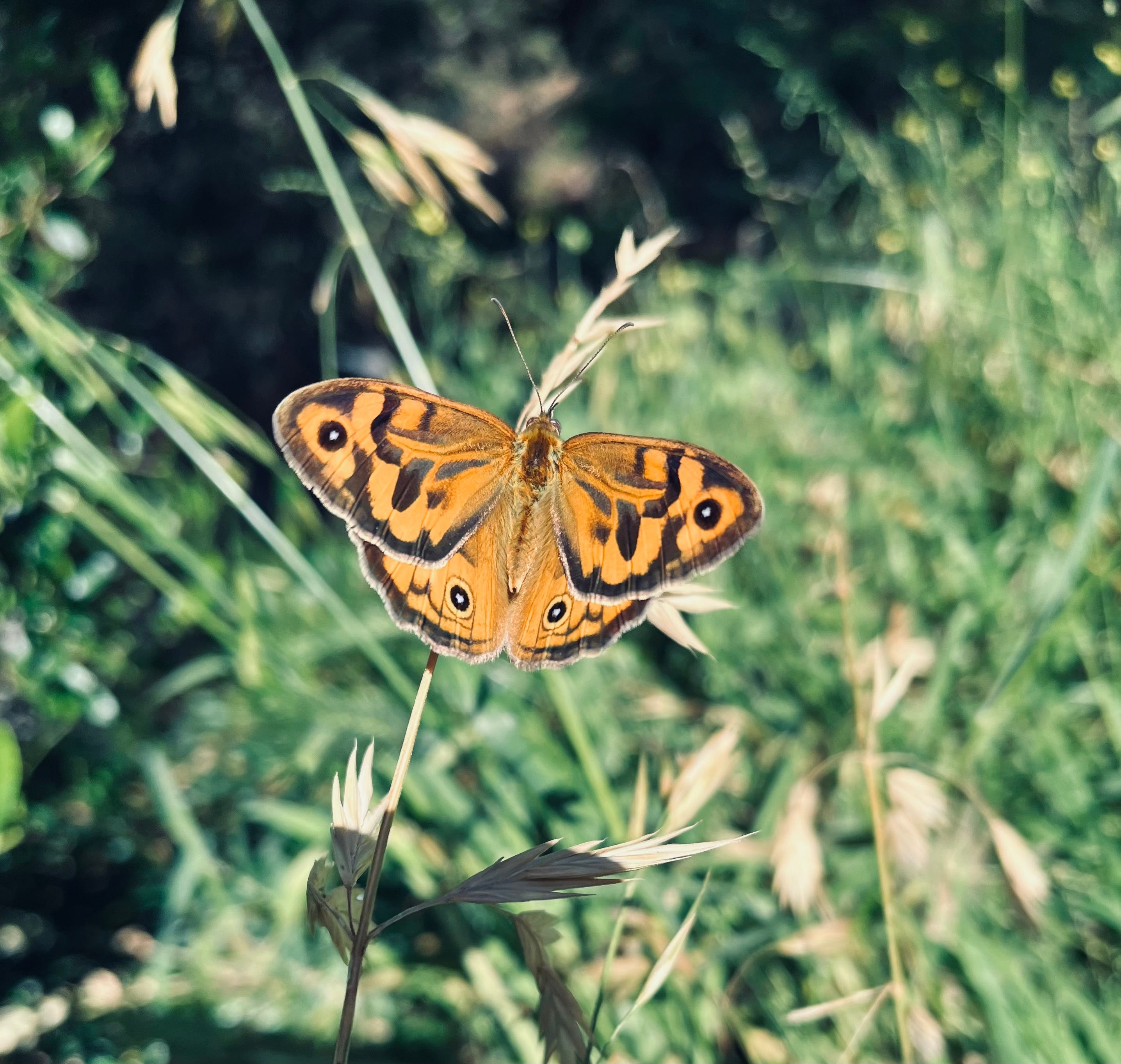 how to soften a heart - by Jennae Smith - a soft daydream