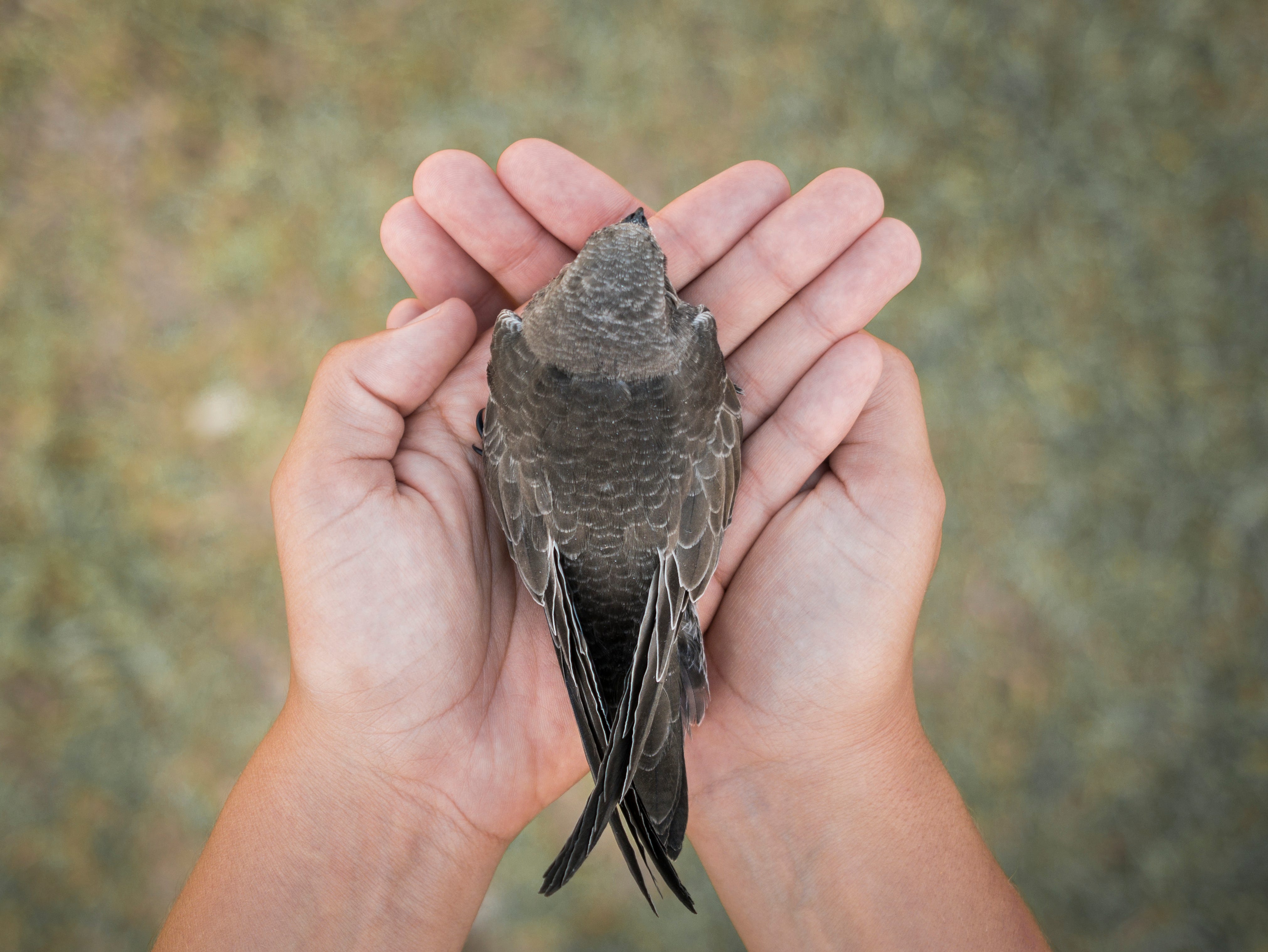 Swift action needed - by JJ O'Donoghue - Tripe + Drisheen