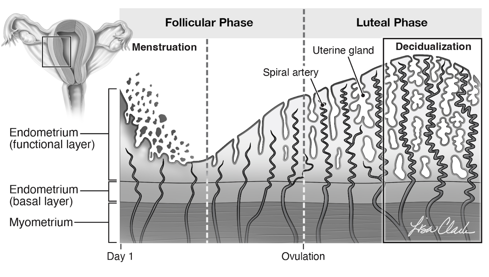 The Menstrual Cycle is NOT a Detox - by Dr. Jen Gunter