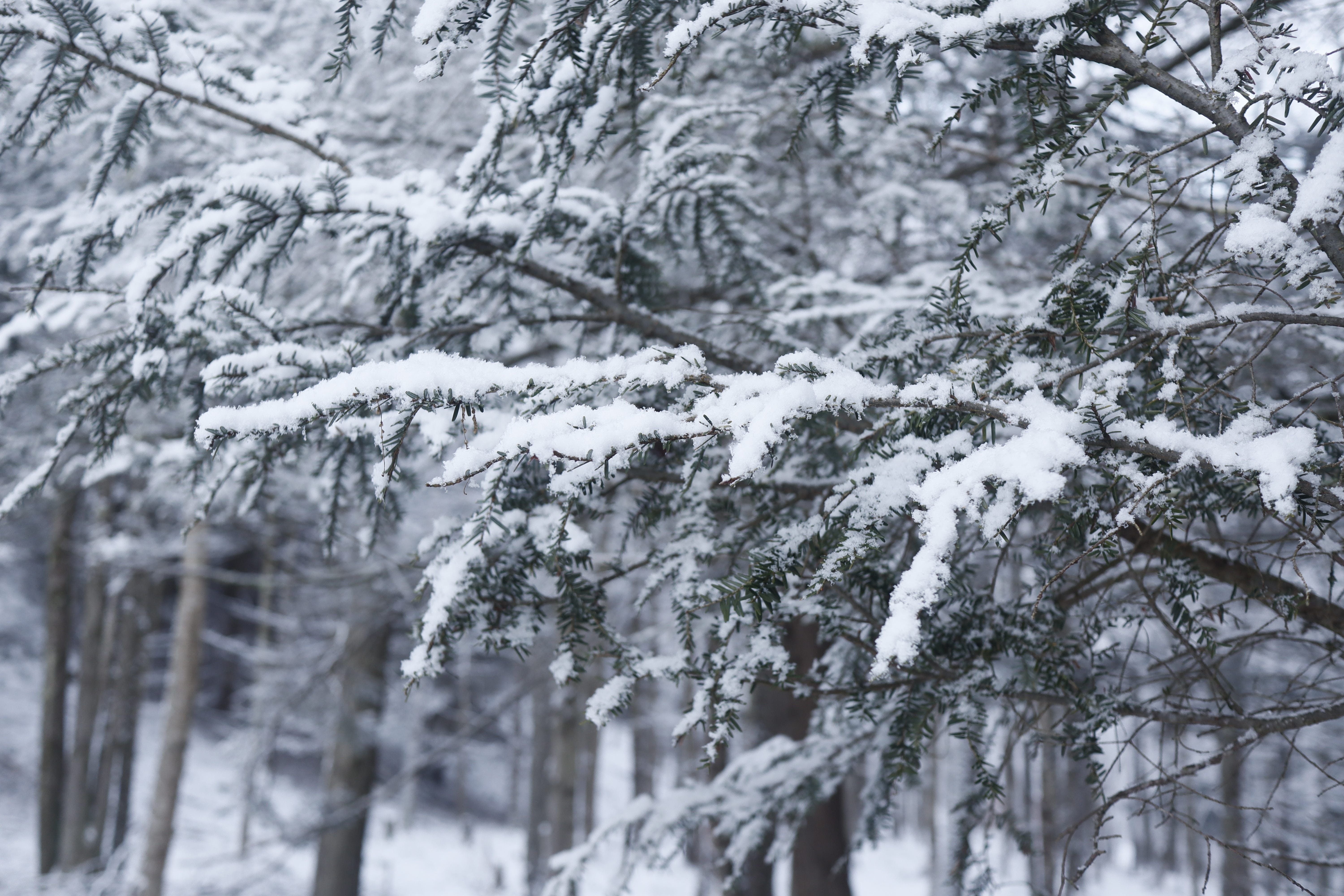 January Full Moon: Chicken Soup - by Mallory Lance Fithian