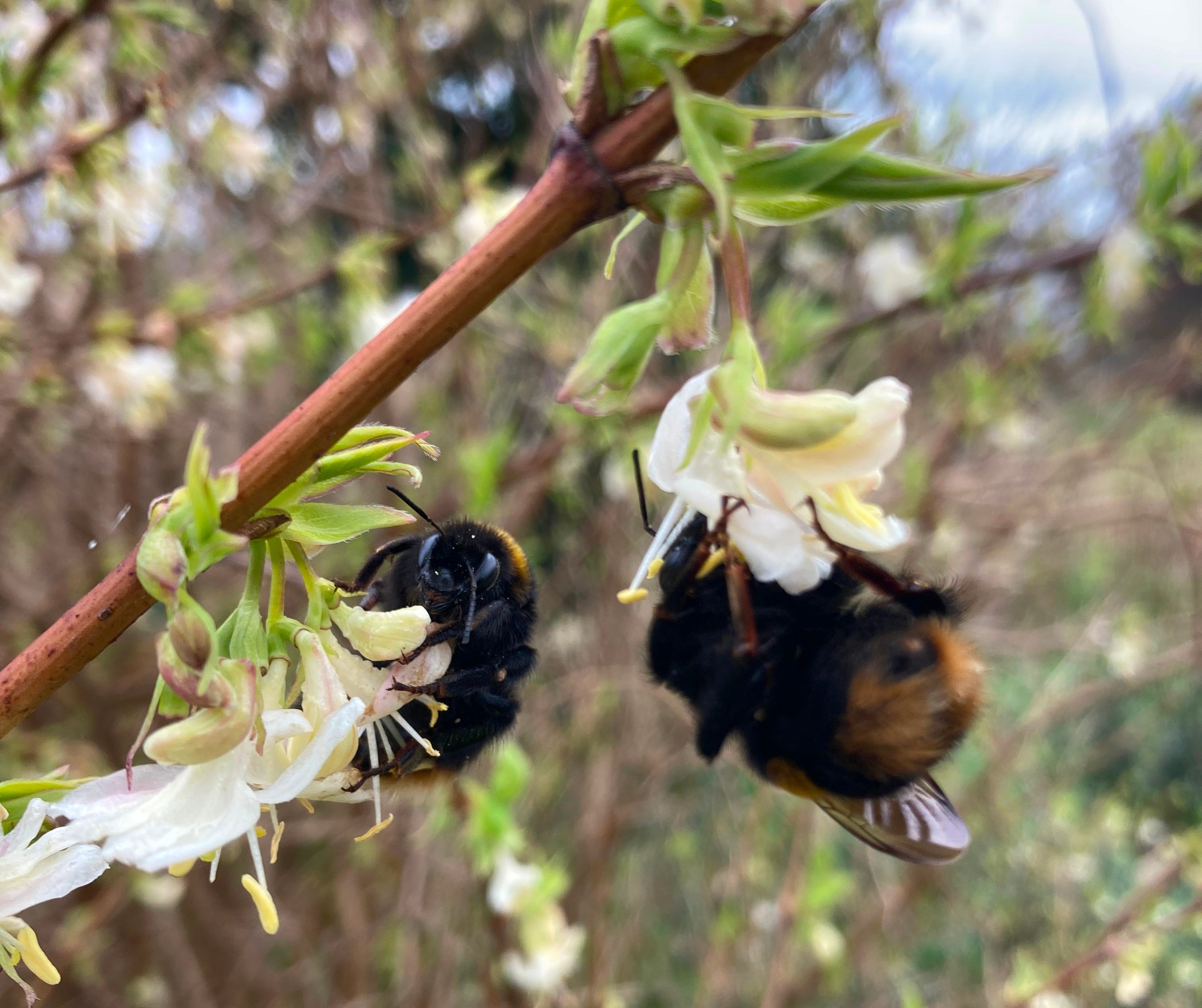 Stepping up for our pollinators: bumblebees