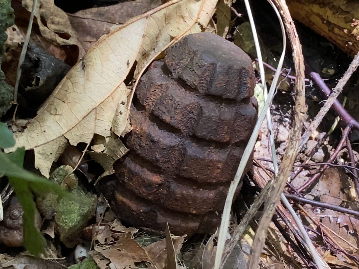 Mushrooms, Munitions, and Centenarians: An Okinawan Foray