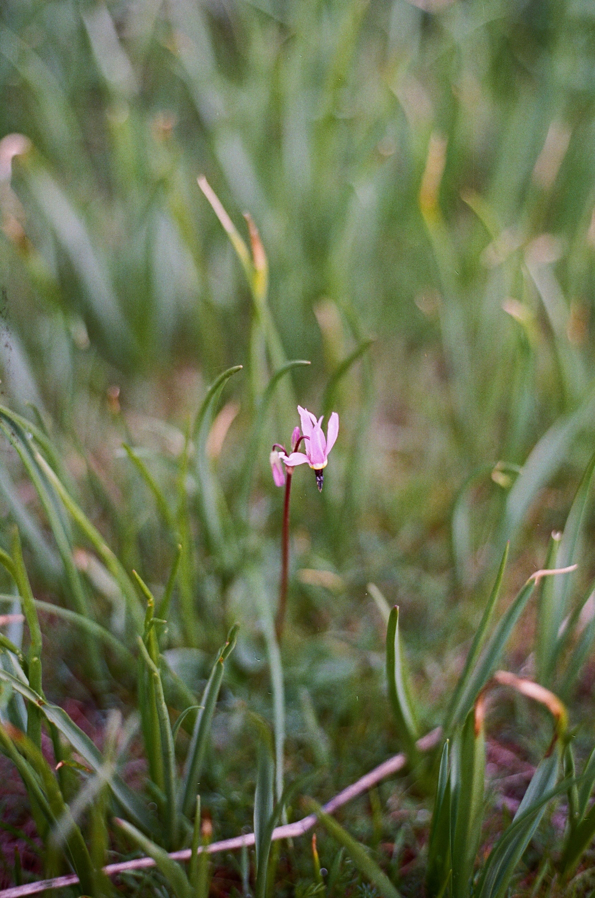 Bryanna Gillespie | Substack