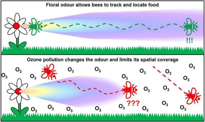 "Air pollution is changing the way flowers smell, leaving pollinators ...