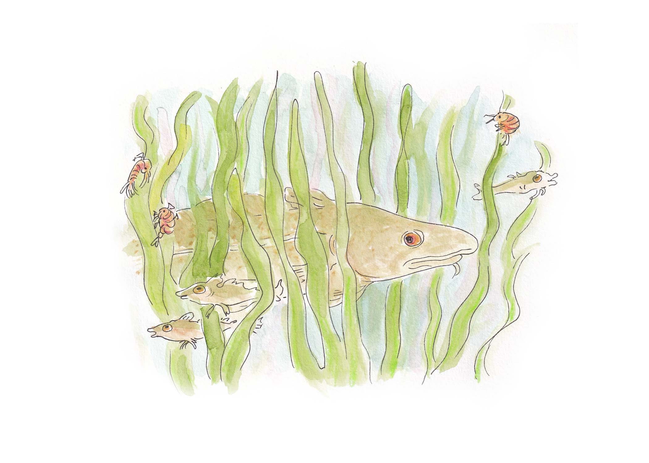 Eelgrass and Fried Cod. - by bennett van hoff