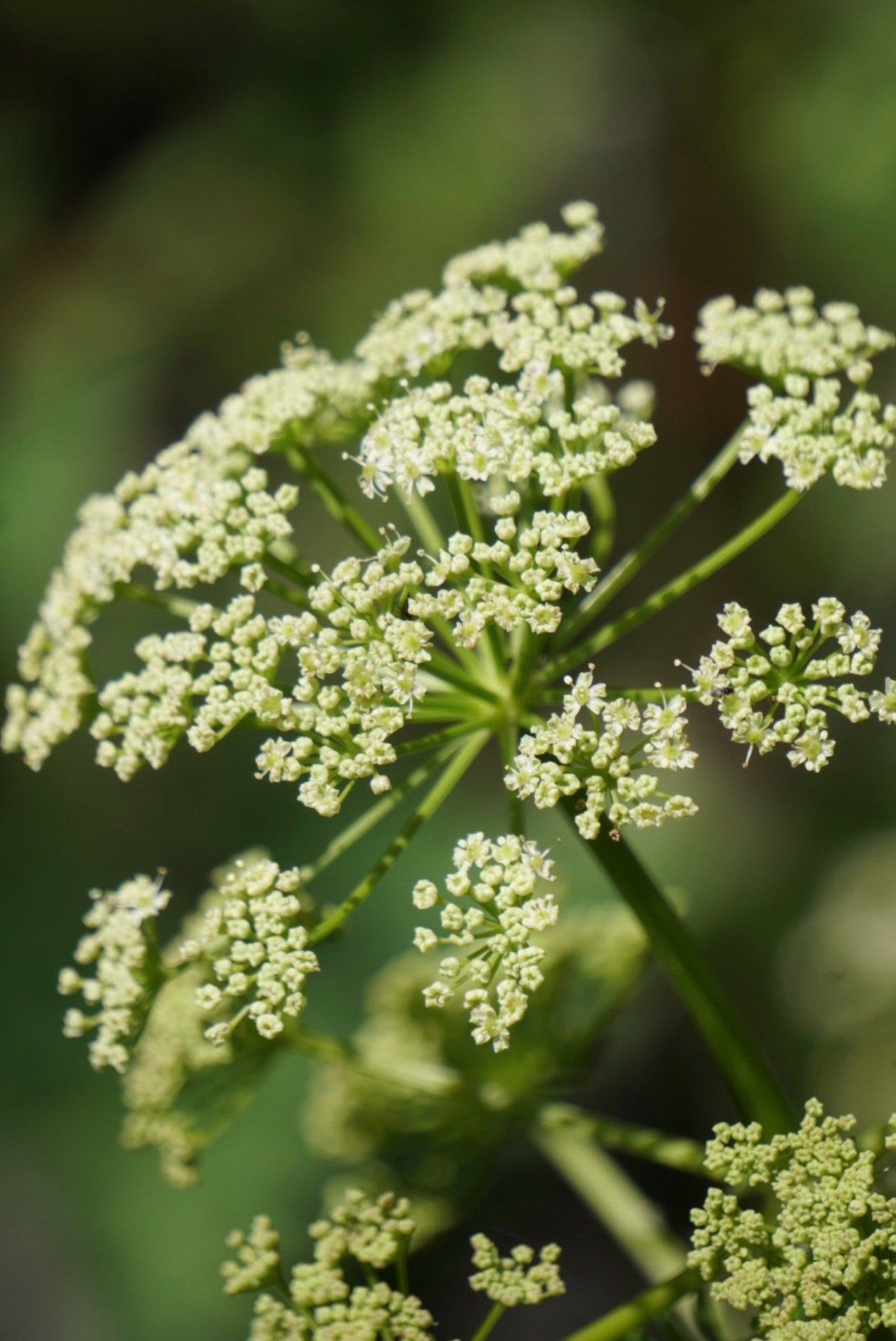 Osha & Being in Right Relationship - by Courtney Cosgriff