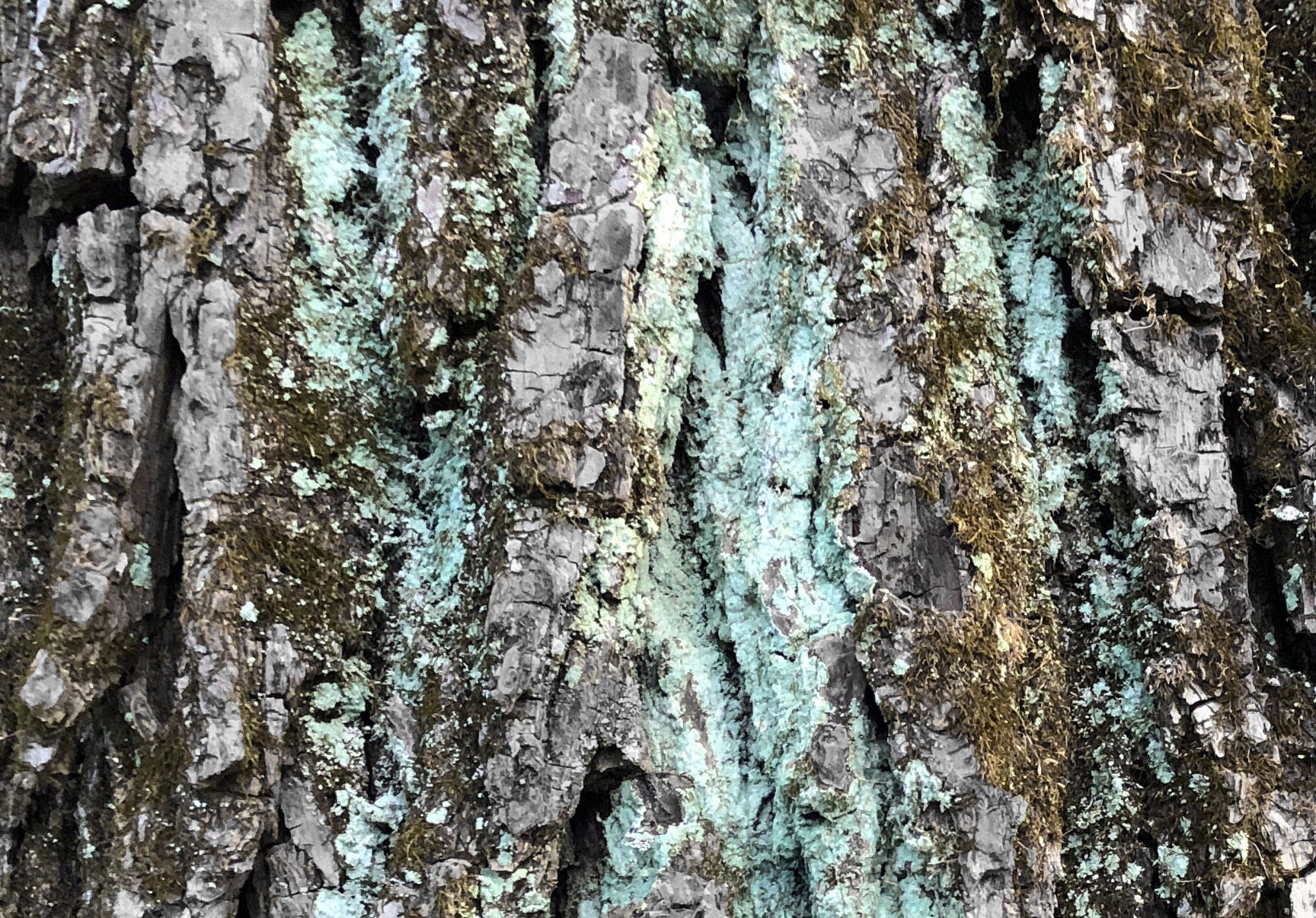 Fink's Fluffy Dust - by Diane Porter - My Gaia