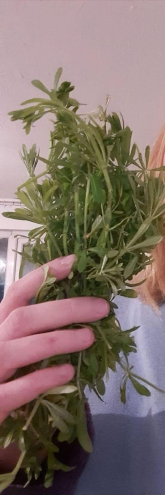 Clinging to cleavers! - by Foraging Freya