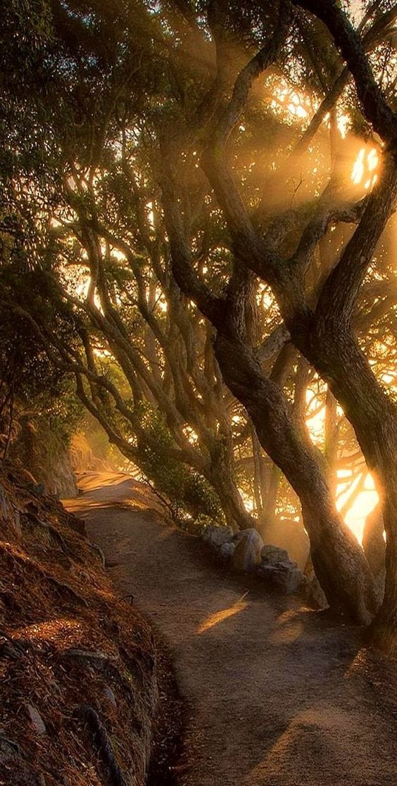 What is Holistic Wellness? - RiseandFlow’s Substack