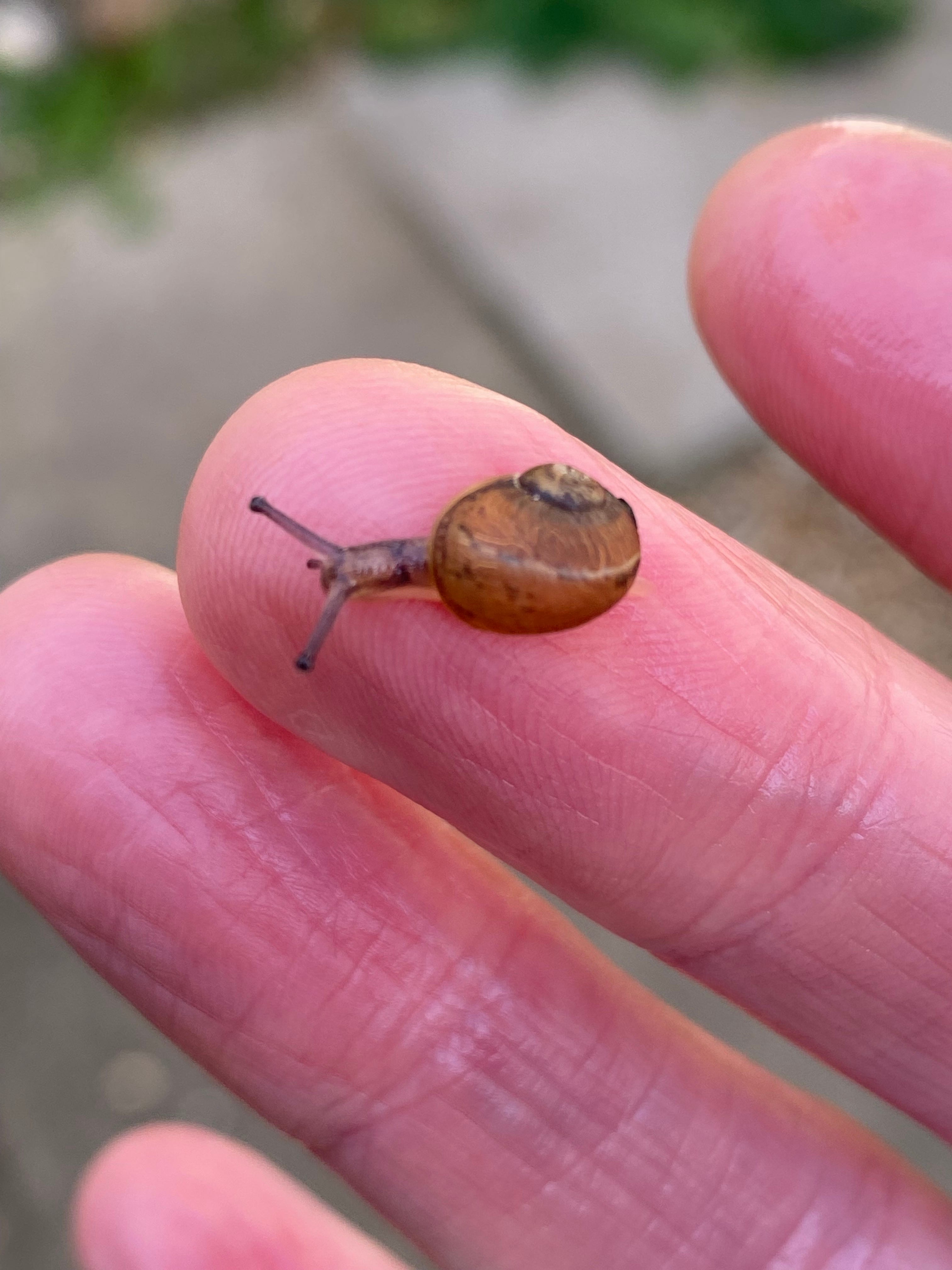 On the Back of a Snail - by Imogen Ashwin - Bracken & Wrack