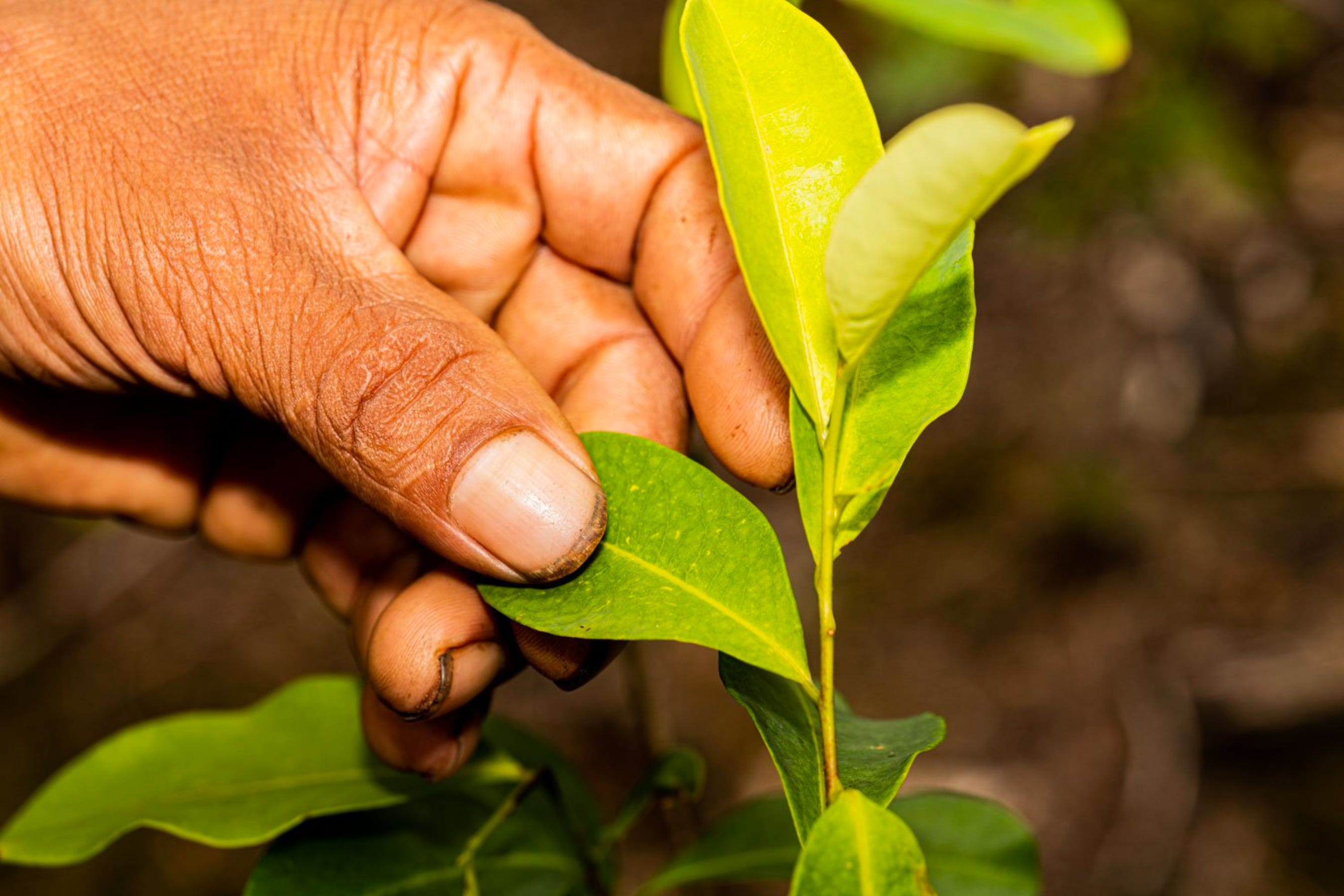 The Coca Leaf - by A Growing Culture - Offshoot