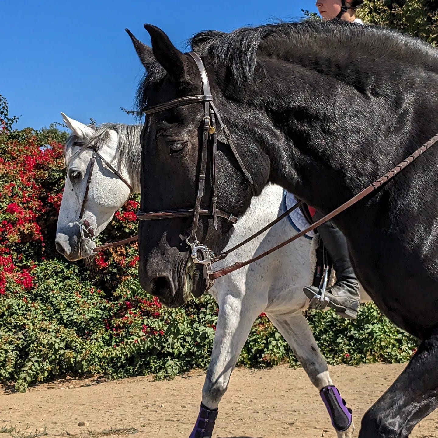 California Survey I - by Gregor Macdonald - Cold Eye Earth