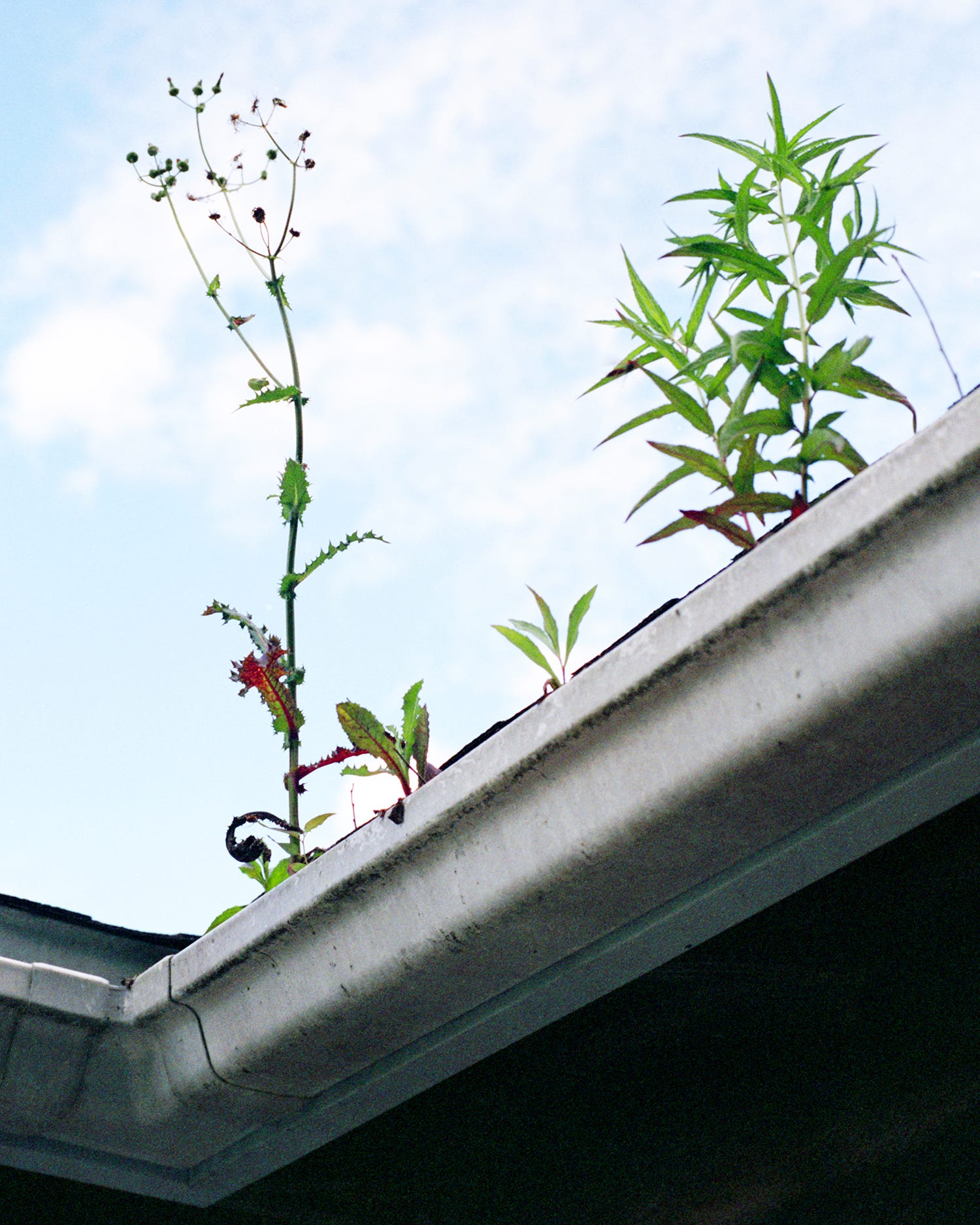 The Gutter - by Evan Patrick Maloney - SIDEWALK