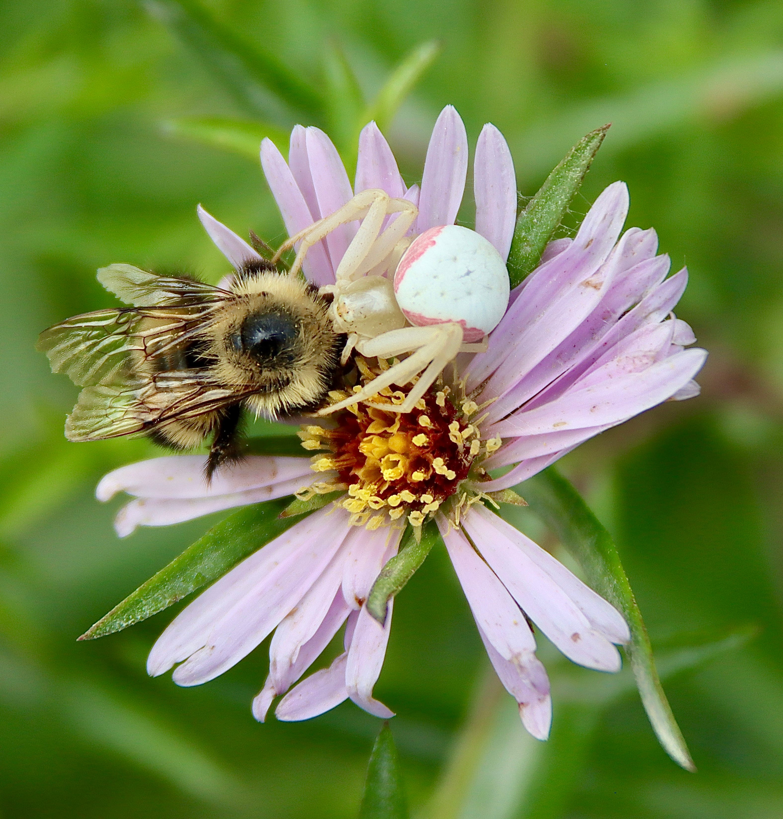 Spring - by Sarah Collette - Sarah’s Substack