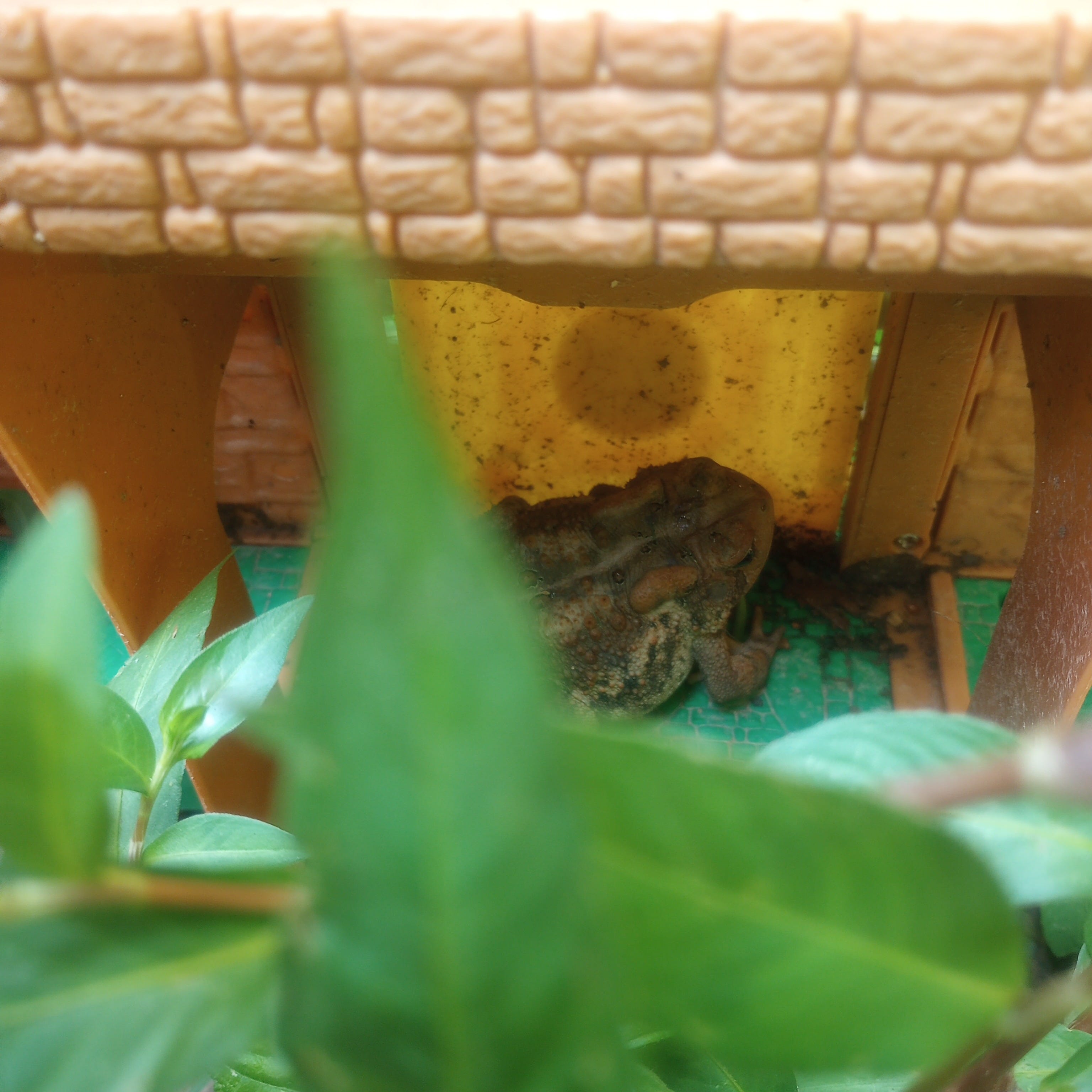 Moss Rose | Substack