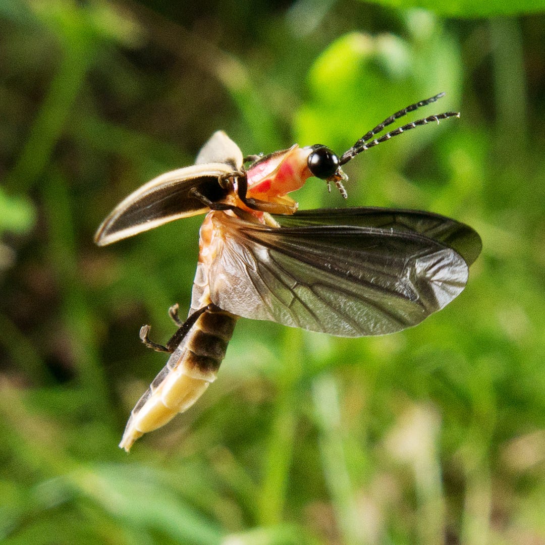 Remember When Fireflies Lit Summer Nights?