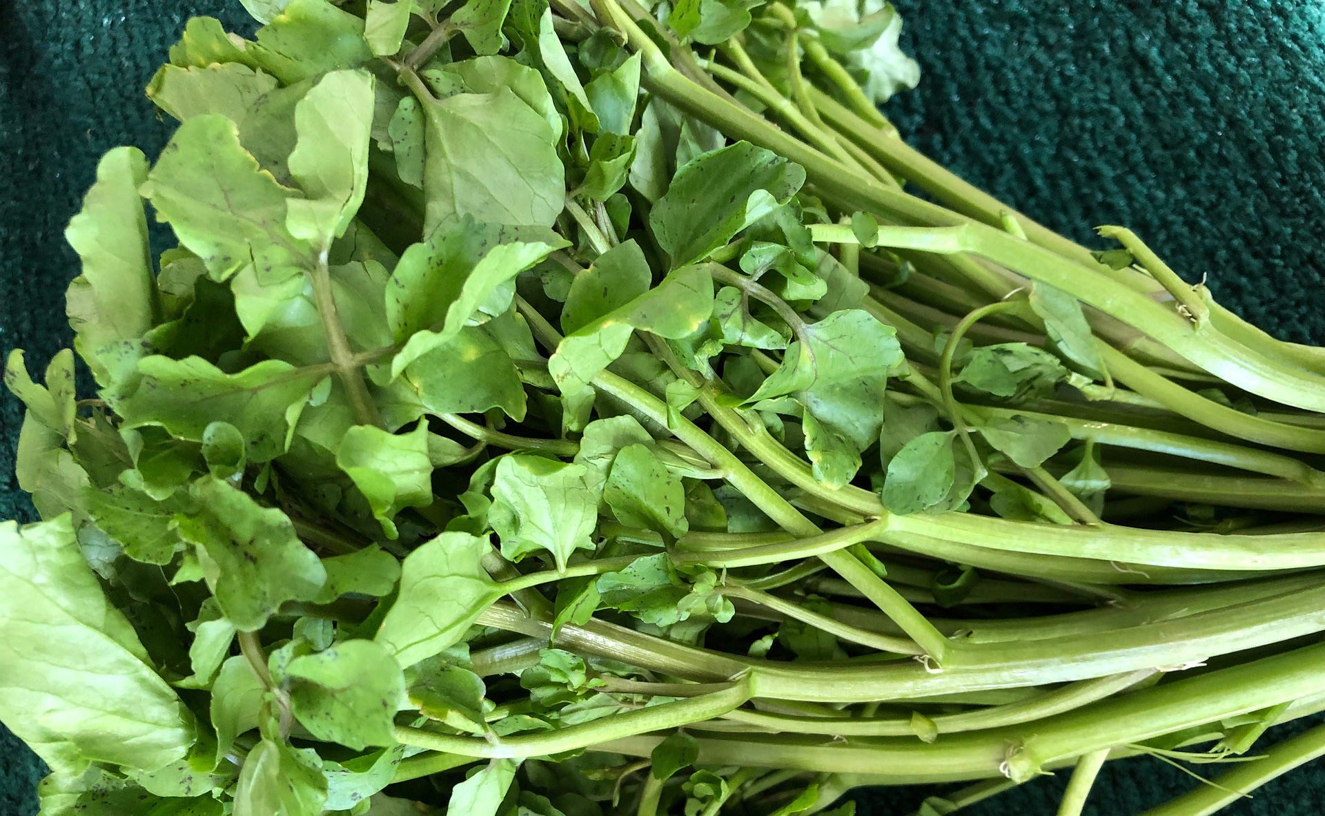 O amargo doce - by Aline Cândido - O Verbo em mim