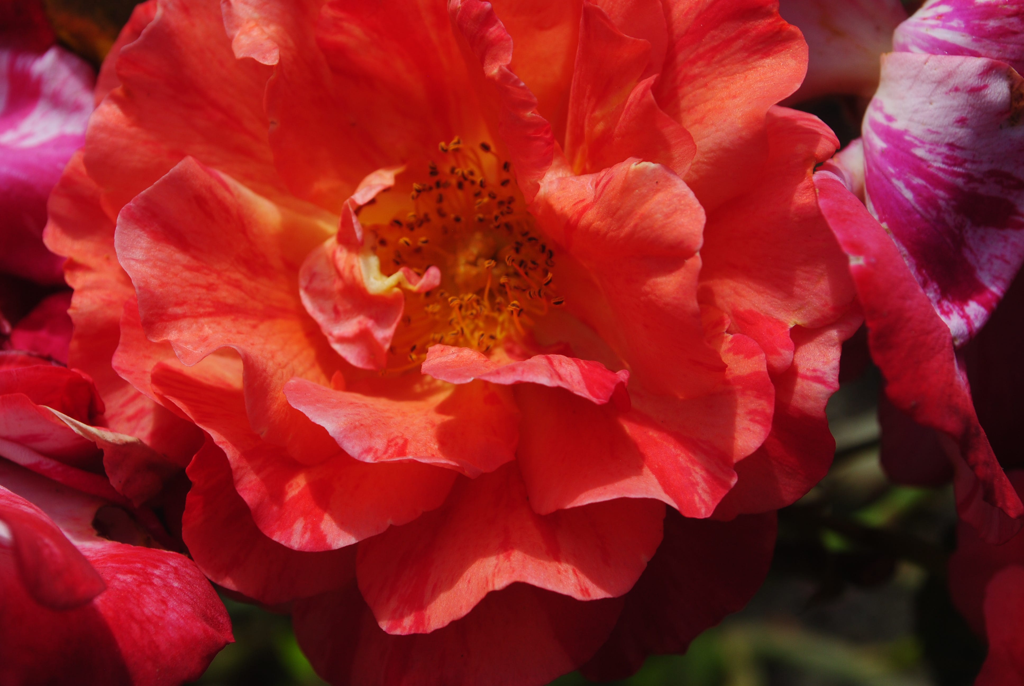 Online, Lists, Poems - by Janet Salsman - Janet’s Substack