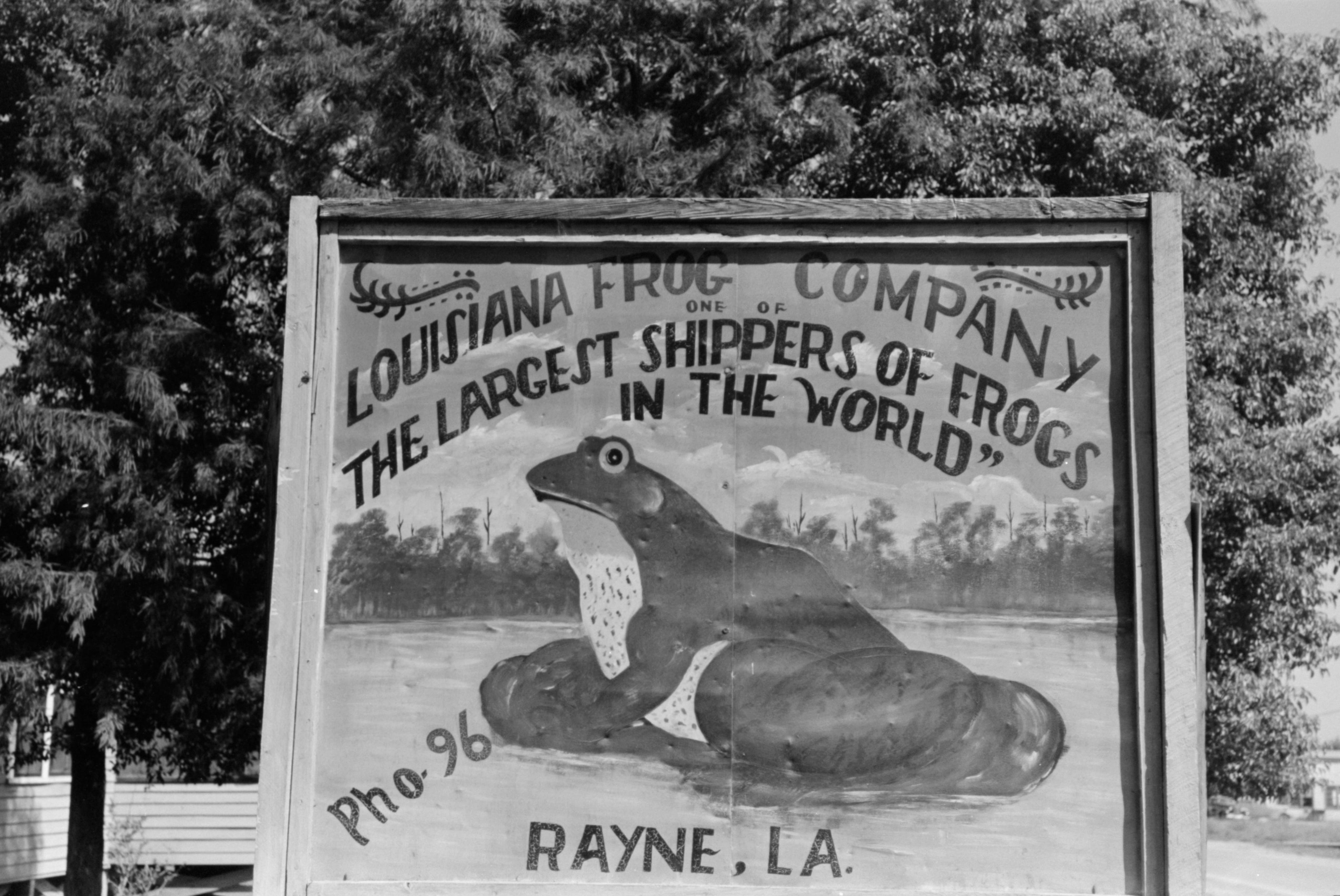 The Picayune Frog vs. Pogo vs. Weather Bird