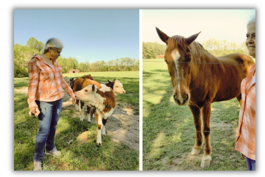 Hugged by a Horse, Kissed by Cows - by Jena Ball