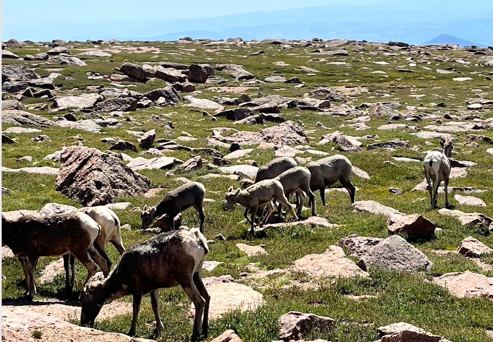 Queen Mary, 'funereal coherence,' and fightin' rams