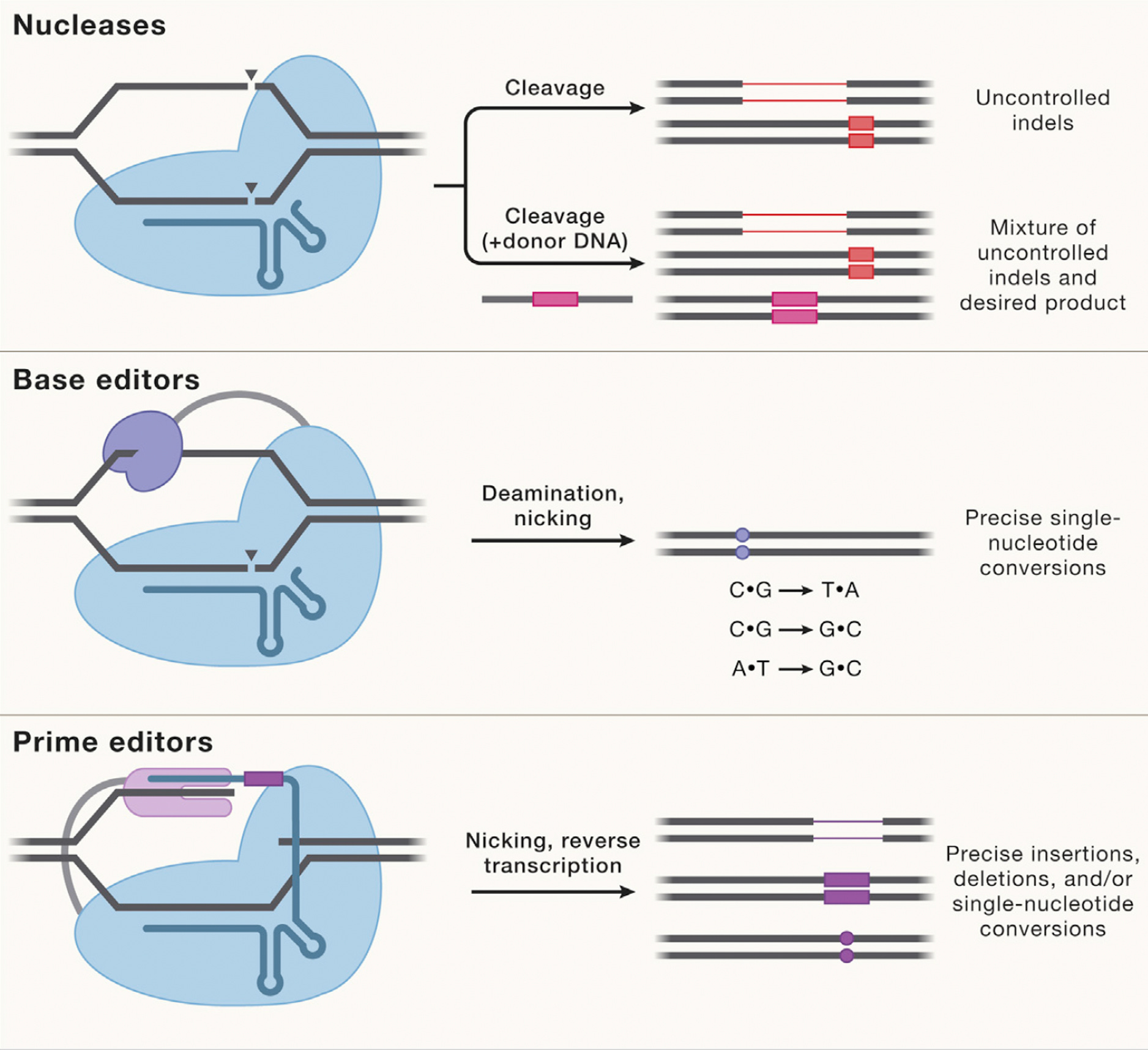 Towards genome editing cure of genetic heart diseases