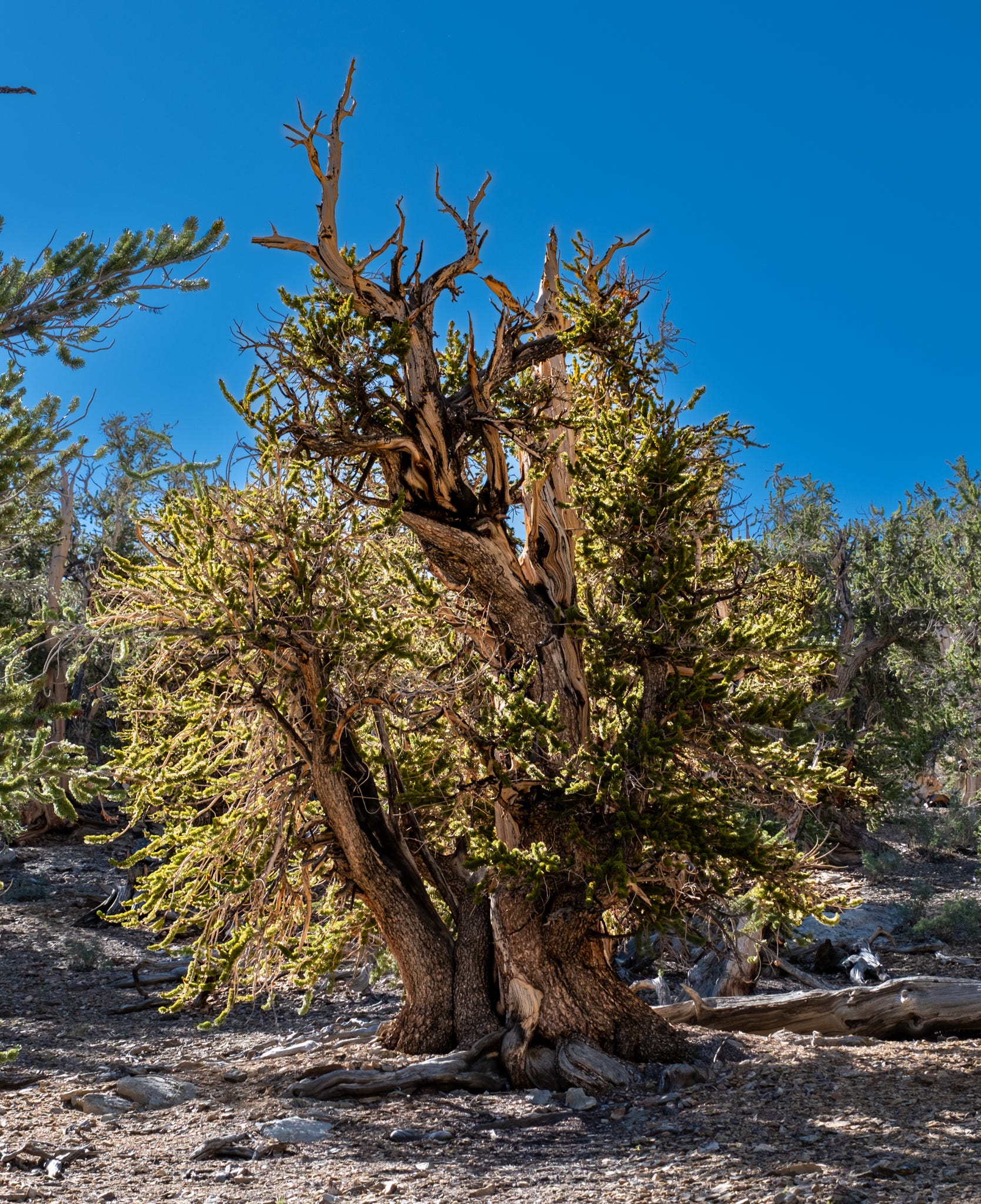 Secrets to a Long Life - The Trees Telling Stories Substack