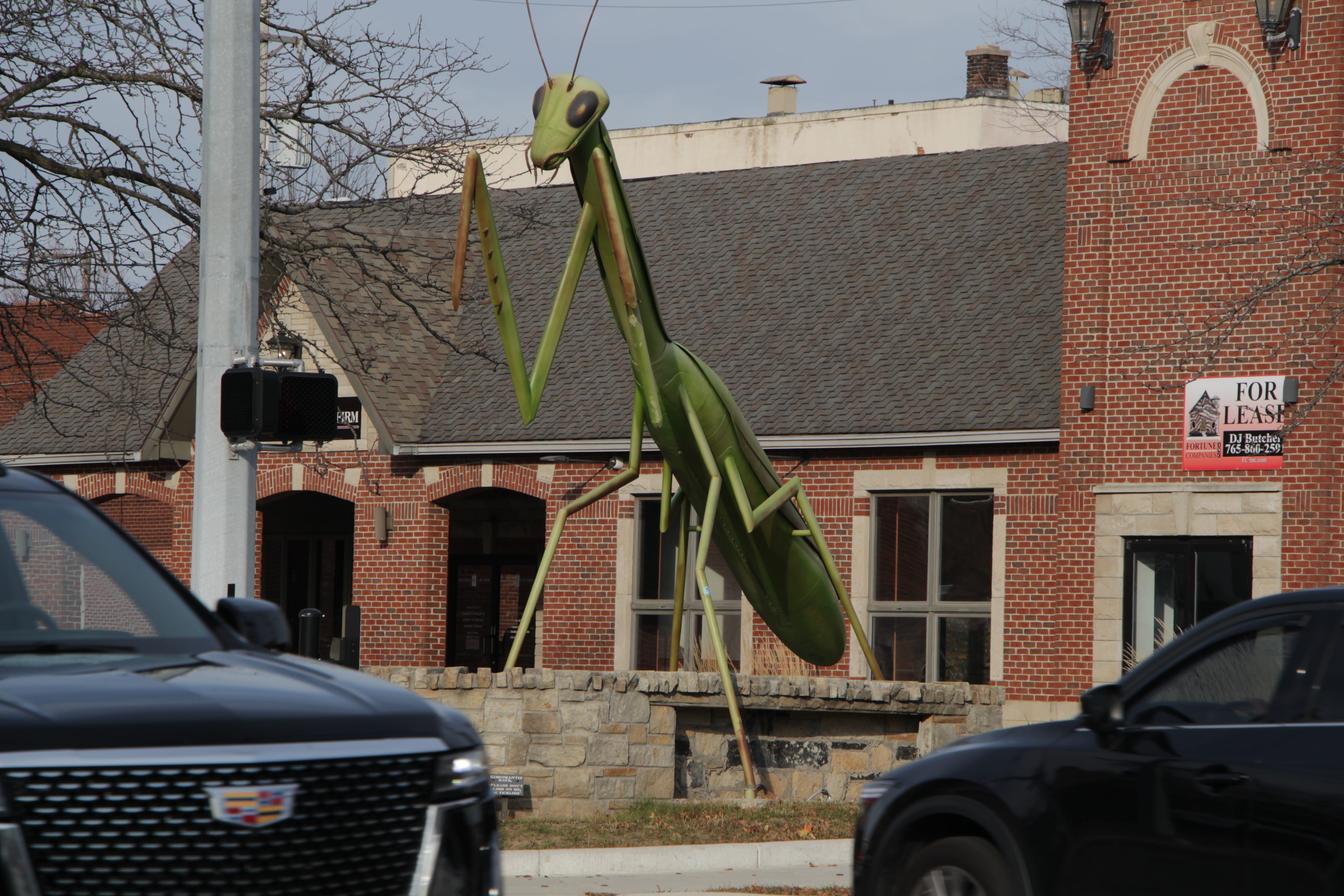 Happy birthday, Kokomantis! - by Edwin Faunce