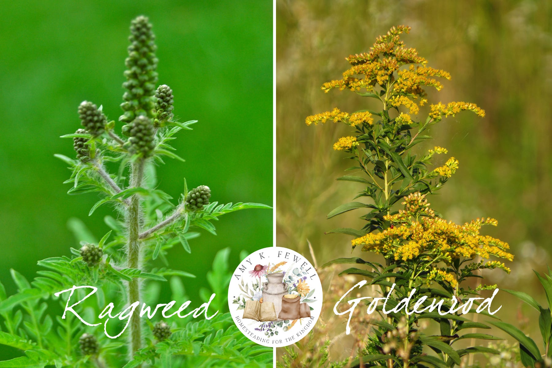 The Medicinal Uses of Goldenrod