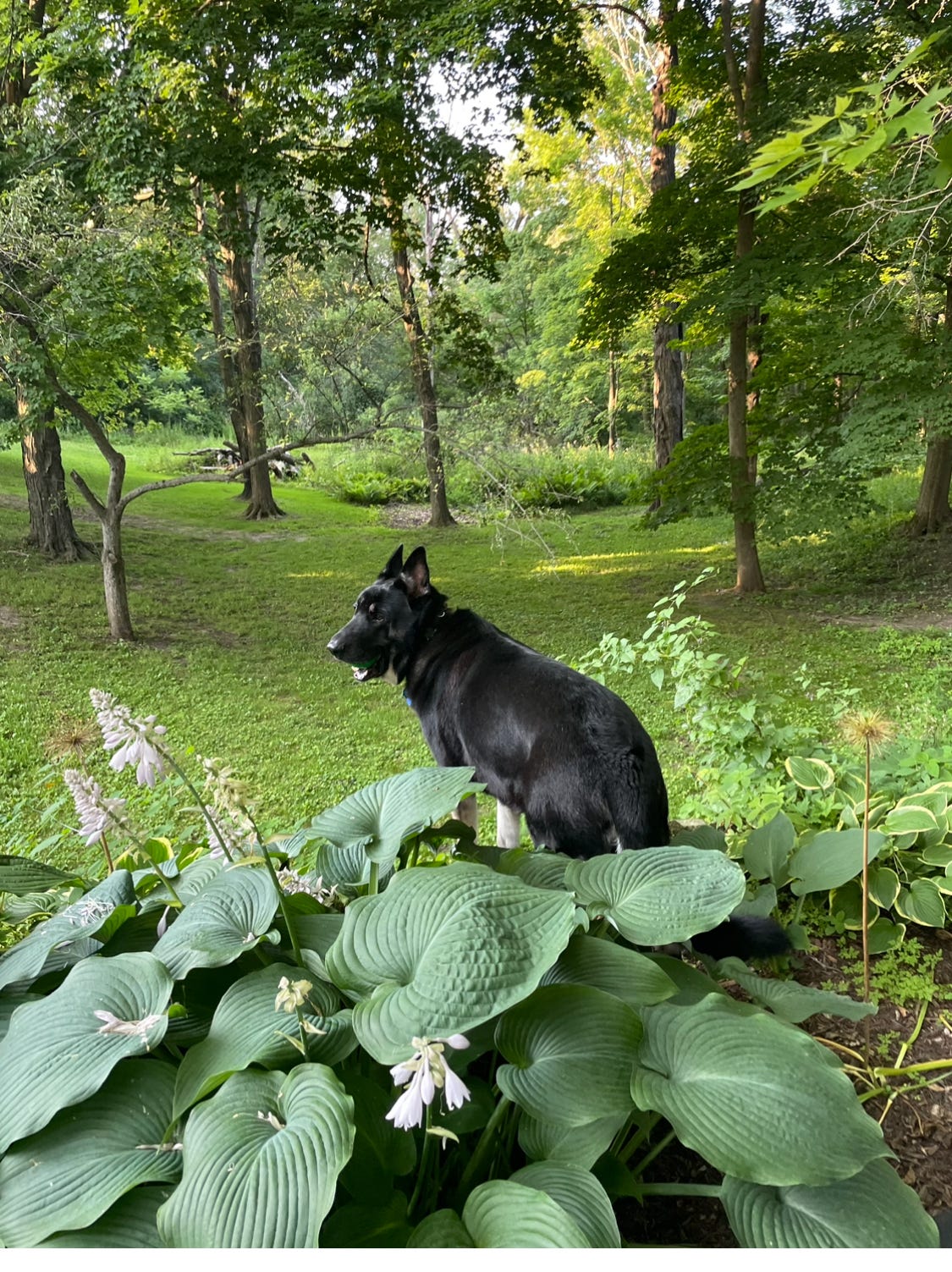 Things that buzz and bite - by J. F. Riordan